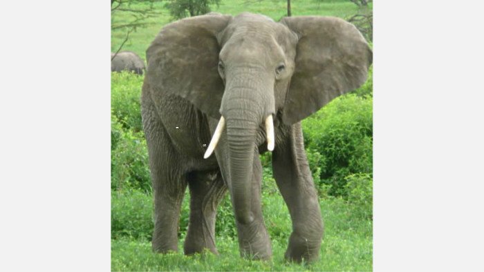 elephants by Louise by Brian Teinert on Prezi