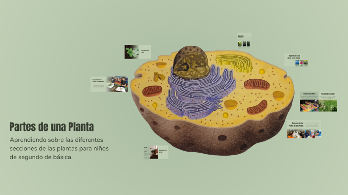 Partes de una Planta by Diana Morquecho on Prezi