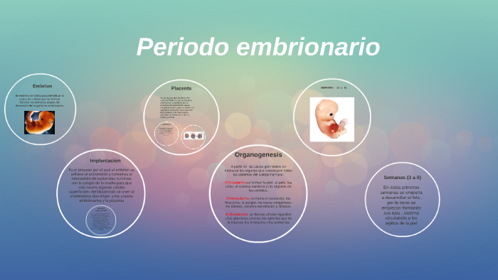 Periodo embrionario by natalia fontalvo on Prezi