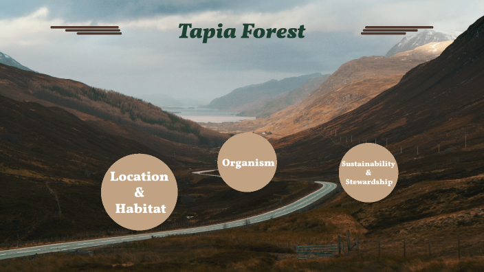 Tapia Forest by Naile Kaymak on Prezi