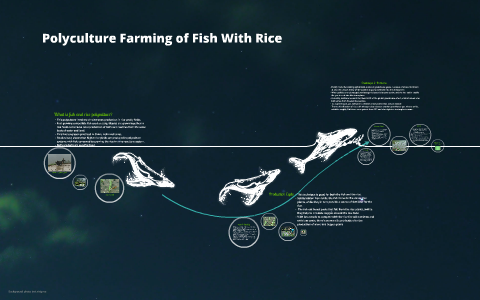 Polyculture Farming of Fish & Rice by Jennifer MacPherson on Prezi