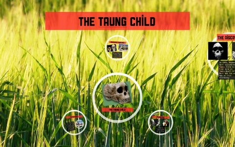 The Taung Child by Parker Wilson on Prezi