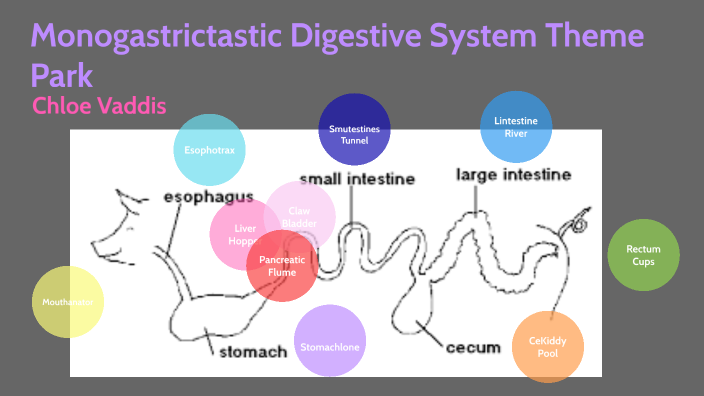 Monogastric Digestive System Theme Park-Chloe Vaddis by Chloe Vaddis on ...