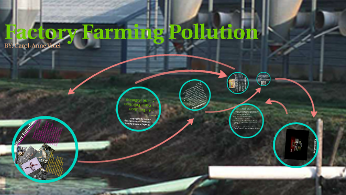 Factory Farming Pollution by Carol-Anne Volel on Prezi