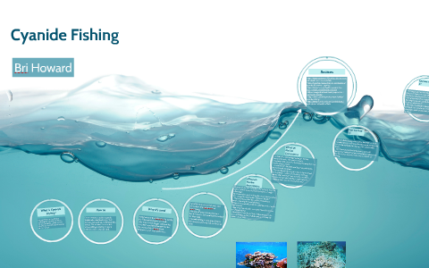 Cyanide Fishing by Gabrielle Howard on Prezi