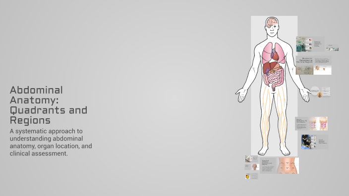 Abdominal Anatomy: Quadrants and Regions by Ahmed M Galal on Prezi