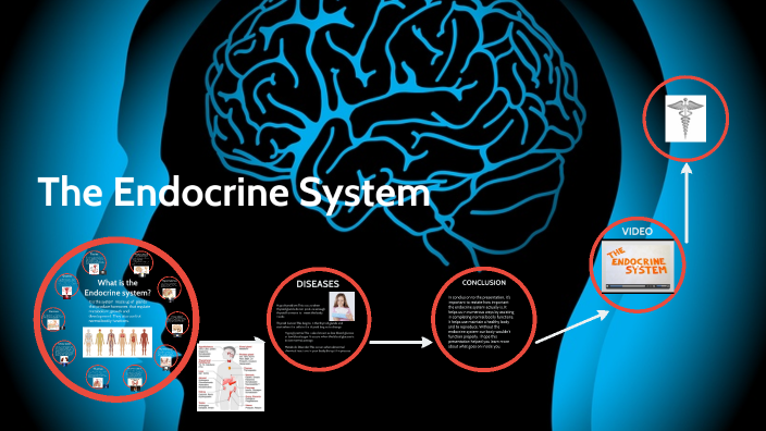 The Endocrine System - Psychology by Mark Krzysiak on Prezi