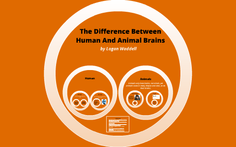 the difference between human and animal brains by logan waddell on Prezi