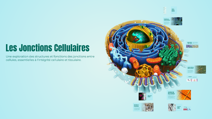 Les Jonctions Cellulaires by Chahrazed Saka on Prezi