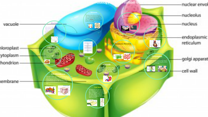 Cell Analogy: Human Body by Kennedy Gibson on Prezi