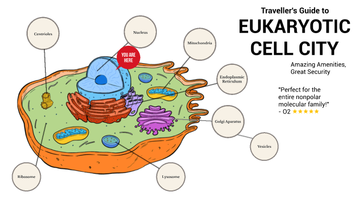 Interactive Travel Guide of Eukaryotic Cell by patricia nguyen on Prezi
