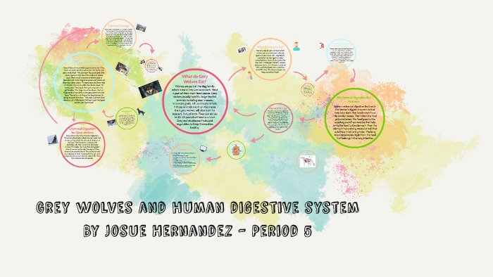 Grey Wolves and Human Digestive System by Josue Hernandez on Prezi