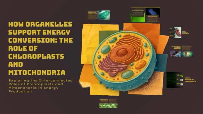 How Organelles Support Energy Conversion: The Role of Chloroplasts and ...