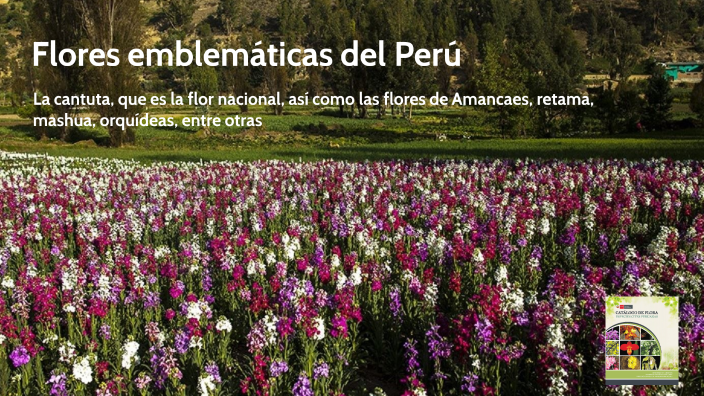 Flores emblemáticas del Perú by Veronica Antuanet Varas Bohorquez on Prezi