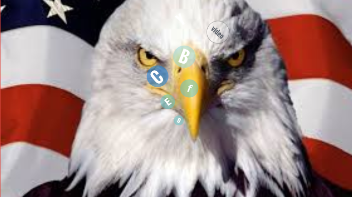 powerful bald eagles by jadarius by jadarious jackson on Prezi