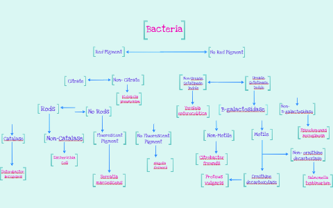 Dichotomous Key by Ashley LeFever on Prezi