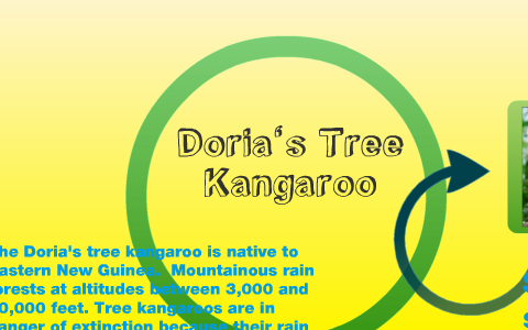 Doria's Tree Kangaroo: Endangered Species by Lindsey Coombs