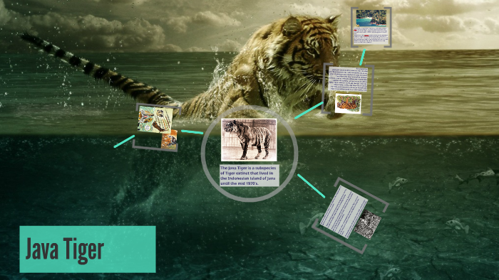 Tiger the java by David thoghe on Prezi