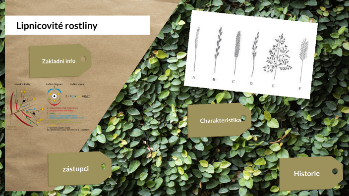 Lipnicovité rostliny by Melisa Jaskova on Prezi