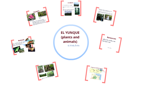 El Yunque (plants and animals) by wesley barkes on Prezi