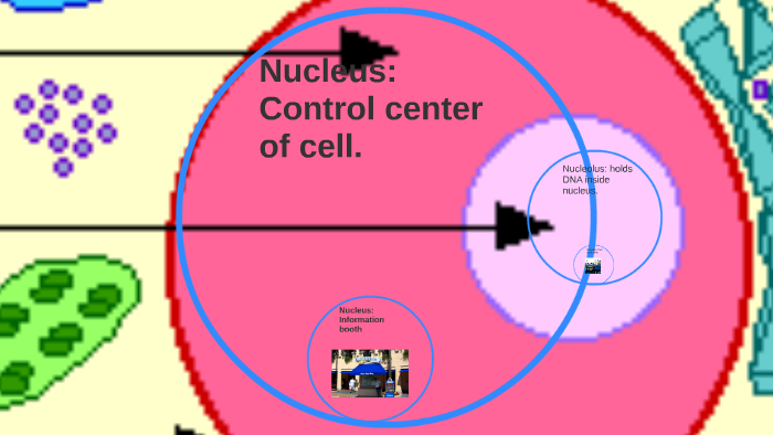 Nucleus: Control center of cell. by Bertha Chavez on Prezi