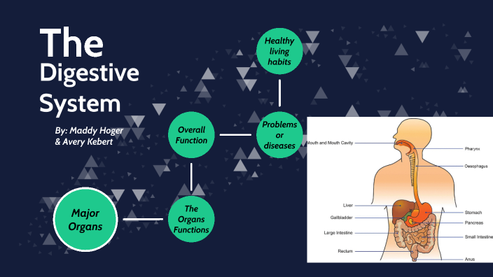 Digestive System by MADELYN HOGER on Prezi