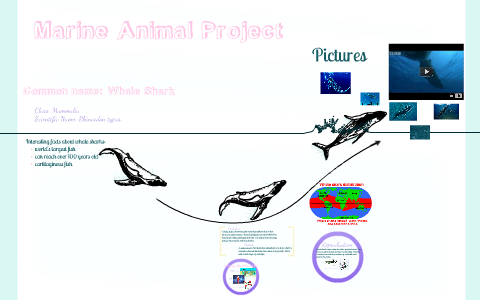 Whale Shark Animal Project by Monica Gonzalez on Prezi