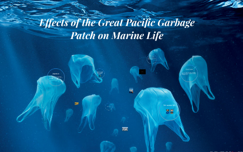 Effects of the Great Pacific Garbage Patch on Marine Life by Kayla ...