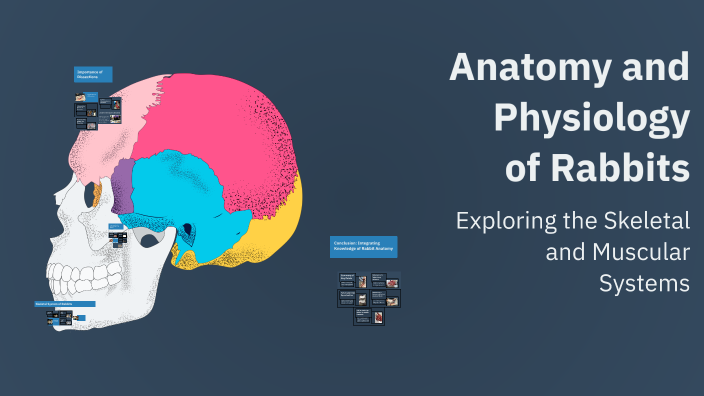 Anatomy and Physiology of Rabbits by Amanda Potter on Prezi