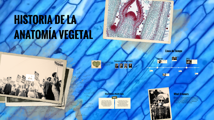 HISTORIA DE LA ANATOMÍA VEGETAL by Nicol Velasquez on Prezi