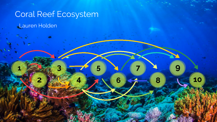 Coral Reef Food Web by Lauren Holden on Prezi