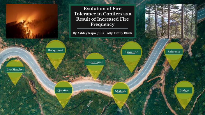 Evolution of Fire Tolerance in Conifers as a Result of Increased Fire ...