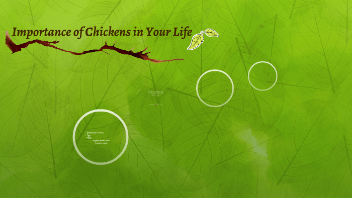 Importance of Chickens in Your Life by Kaitlyn Allen