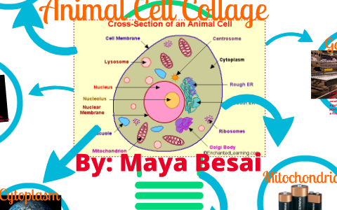 Animal Cell Collage by maya besai on Prezi