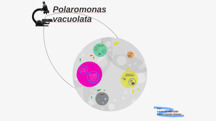 Polaromonas vacuolata by Laura Camila Gómez Zabala on Prezi