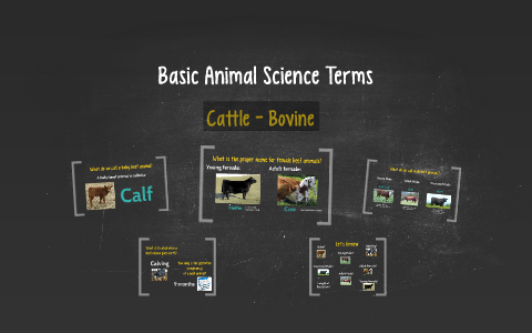 Basic Animal Science Terms by Elizabeth Utterback on Prezi