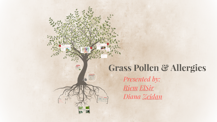 Grass Pollen & Allergies by Diana Zeidan on Prezi