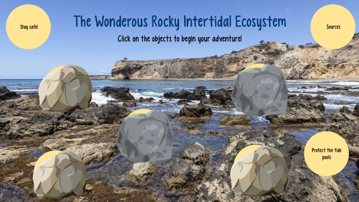 Rocky Intertidal Ecosystem by Aimi Fujiwara on Prezi