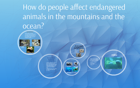 how do people affect endangered animals in the mountains, an by ...