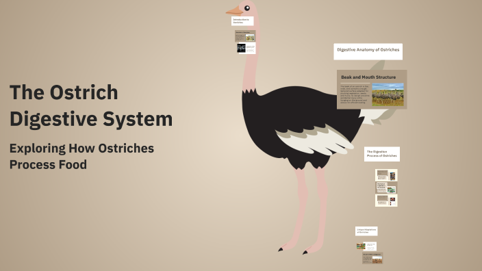 The Ostrich Digestive System by Luke on Prezi