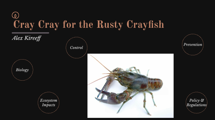 Invasive Species: Rusty Crayfish by user user on Prezi