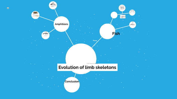 Evolution of Limb skeleton by Yuval Proud on Prezi