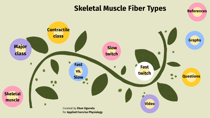Skeletal muscle fiber type (function and characteristics) by Ebun ...