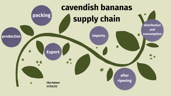 banana supply chain by Ella Palmer on Prezi