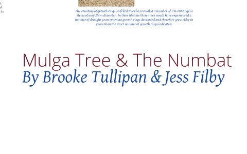 The Australian Mulga Tree by brooke tullipan on Prezi