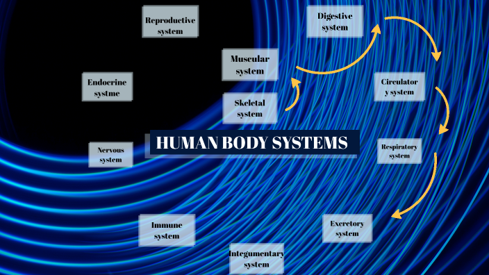 Human Body Systems by Chloe Barrios on Prezi