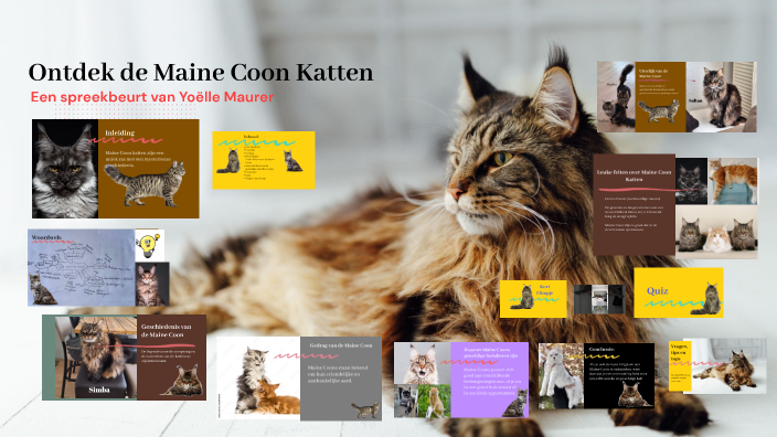 Ontdek de Maine Coon Katten by Dik Zak on Prezi