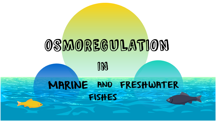 Osmoregulation in Marine and Freshwater Fishes by Kris Louise on Prezi