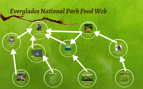 Everglades National Park Food Web by Lacey Hawkins on Prezi