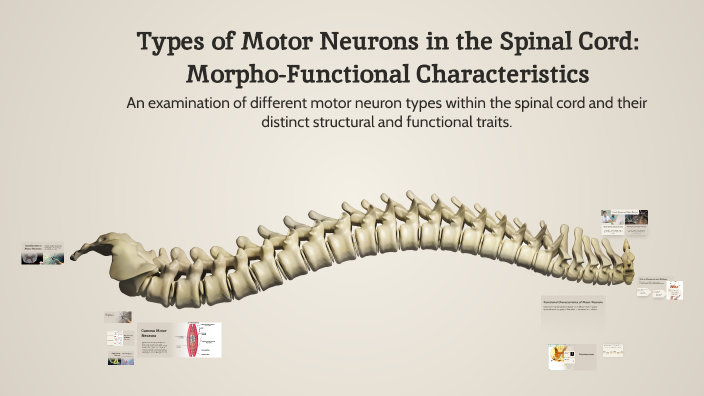 Types of Motor Neurons in the Spinal Cord: Morpho-Functional ...